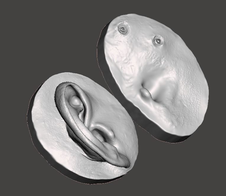 Natural human ear anatomy for attachment retained prosthesis 3D model ...