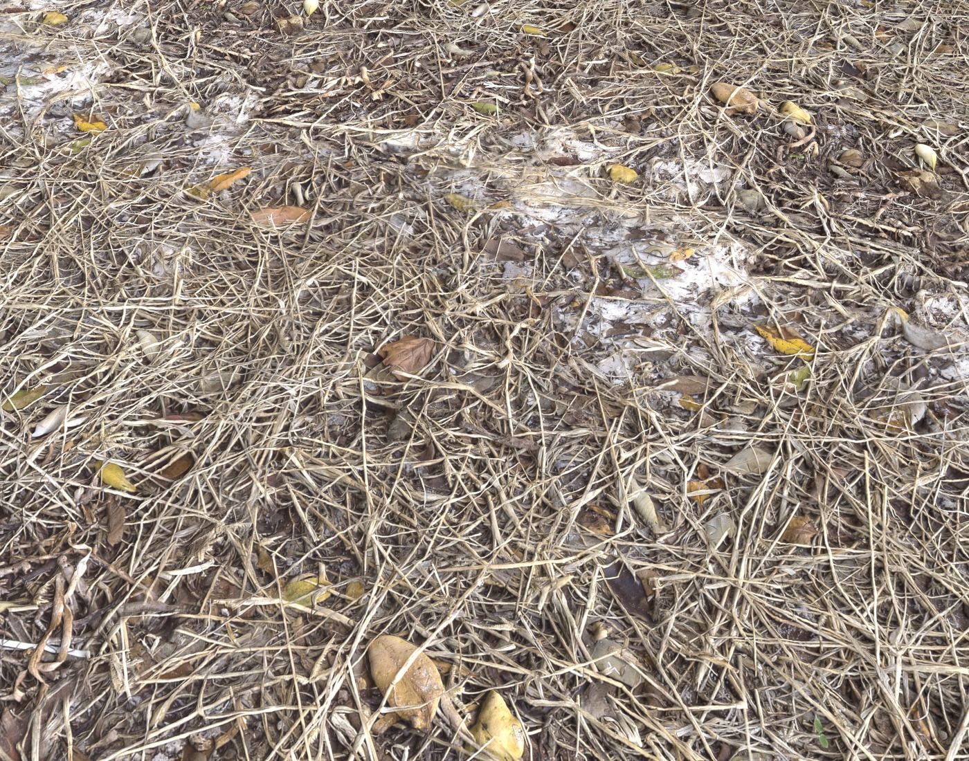 Forest Terrain dirt Pack 12 Texture | CGTrader