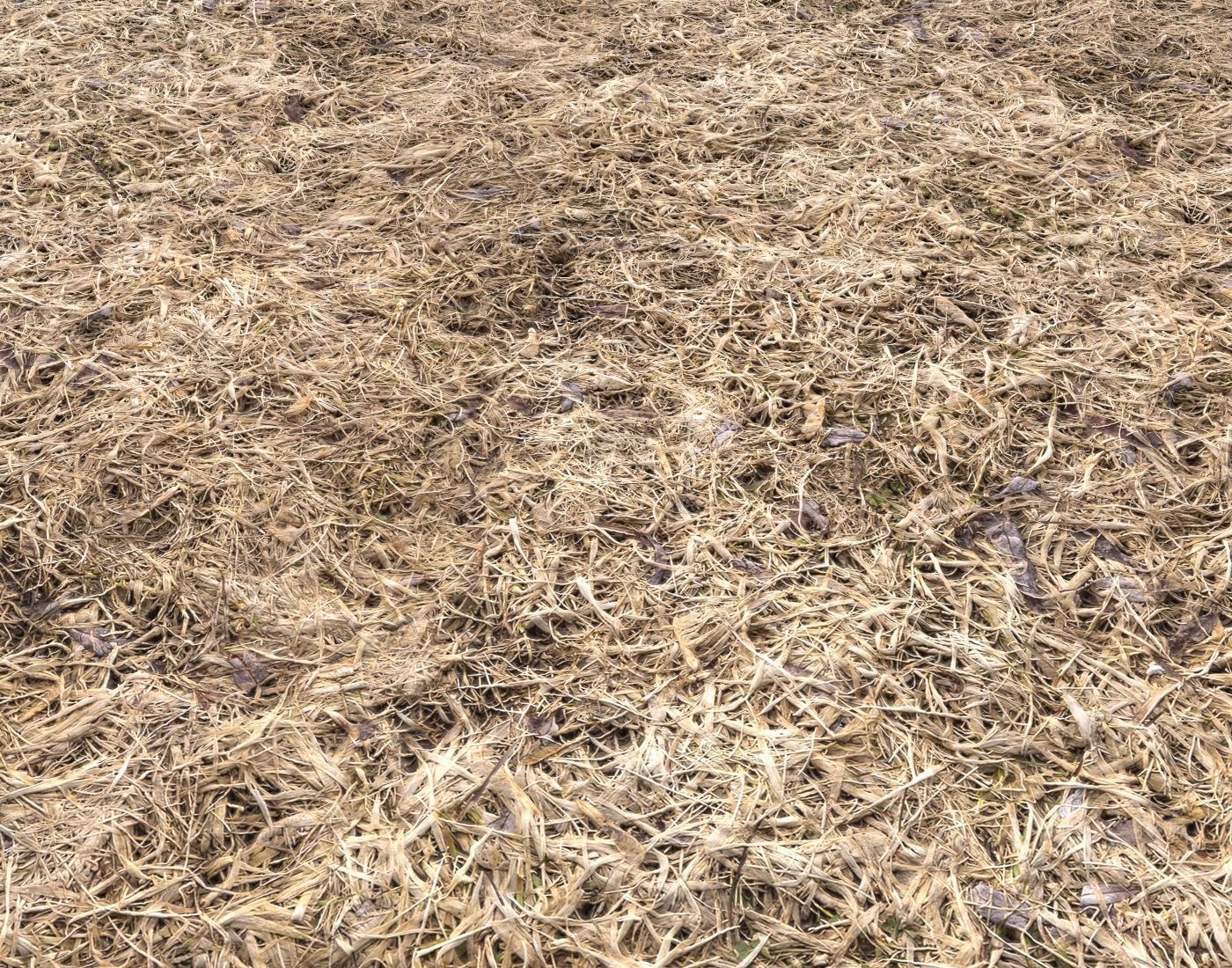 Forest Terrain dirt Pack 12 Texture | CGTrader