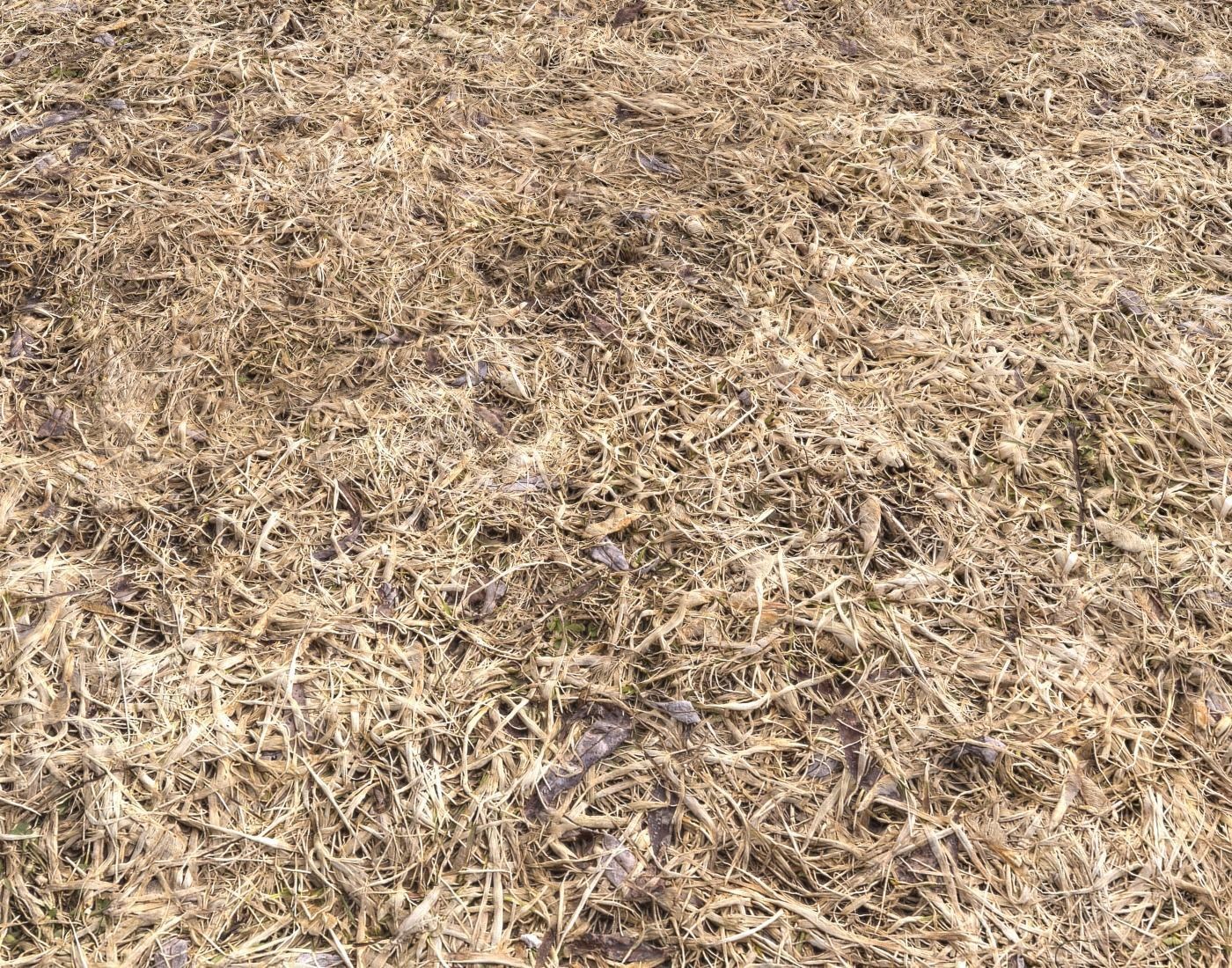 Forest Terrain dirt Pack 12 Texture | CGTrader