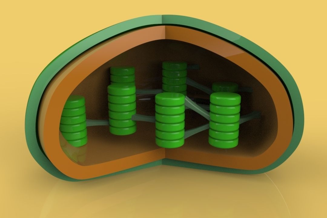 Chloroplast 3D model | CGTrader