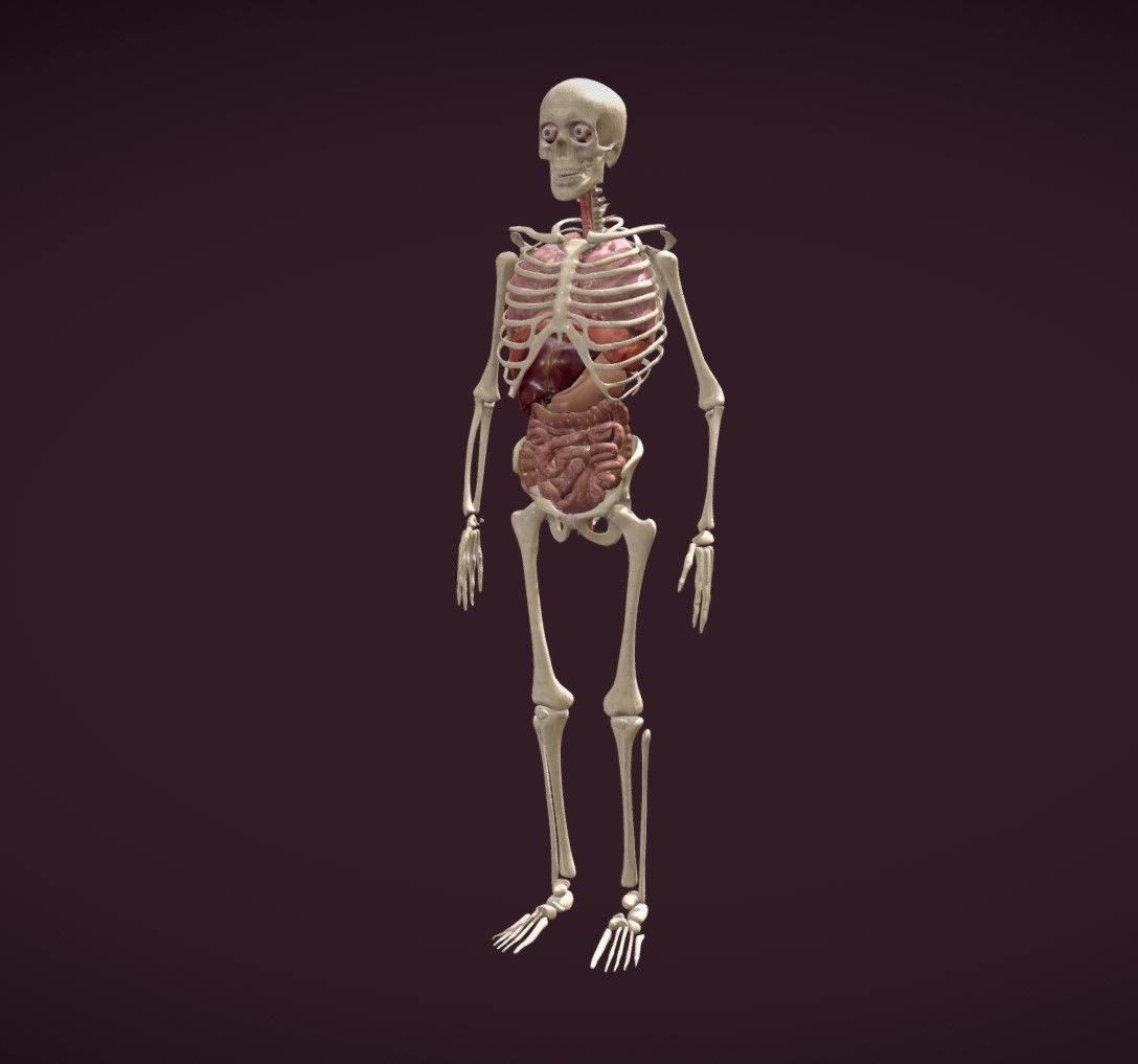 3D model Animated human body anatomy VR / AR / low-poly animated | CGTrader