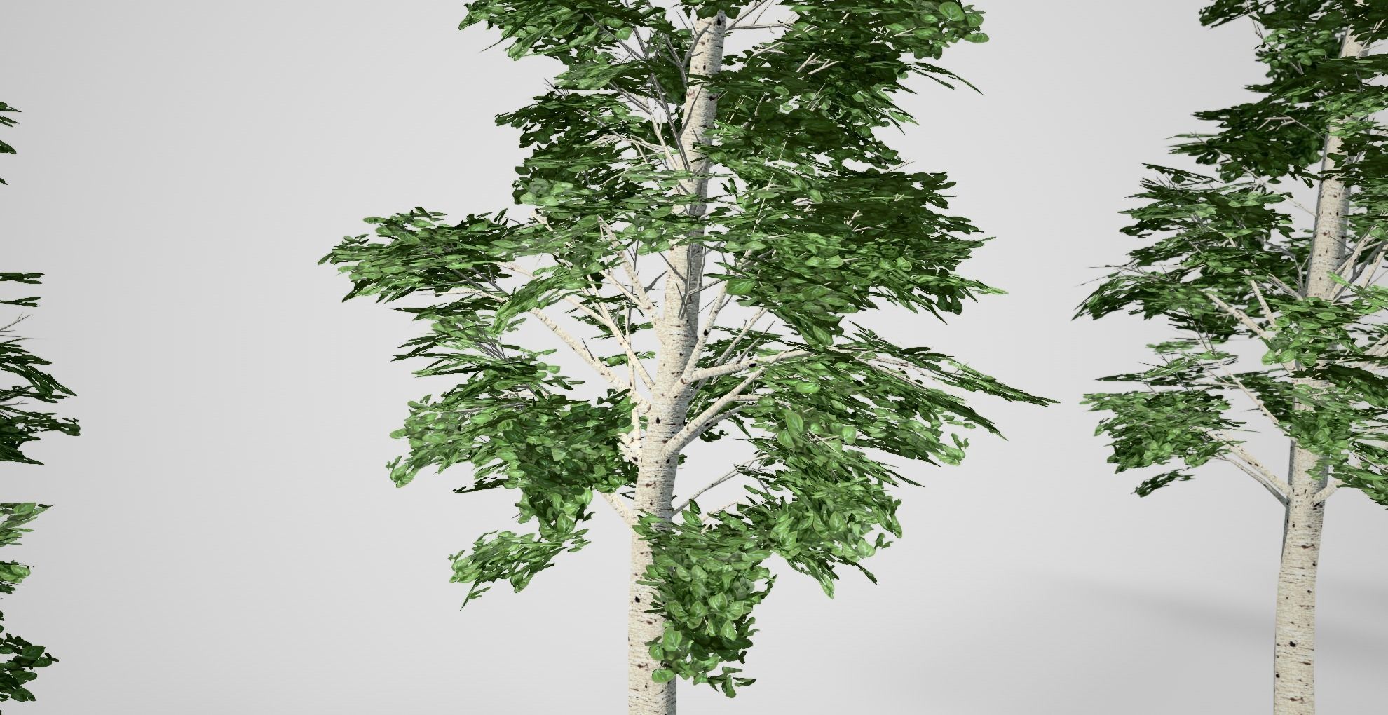 3D model Aspen Trees Pack VR / AR / low-poly | CGTrader