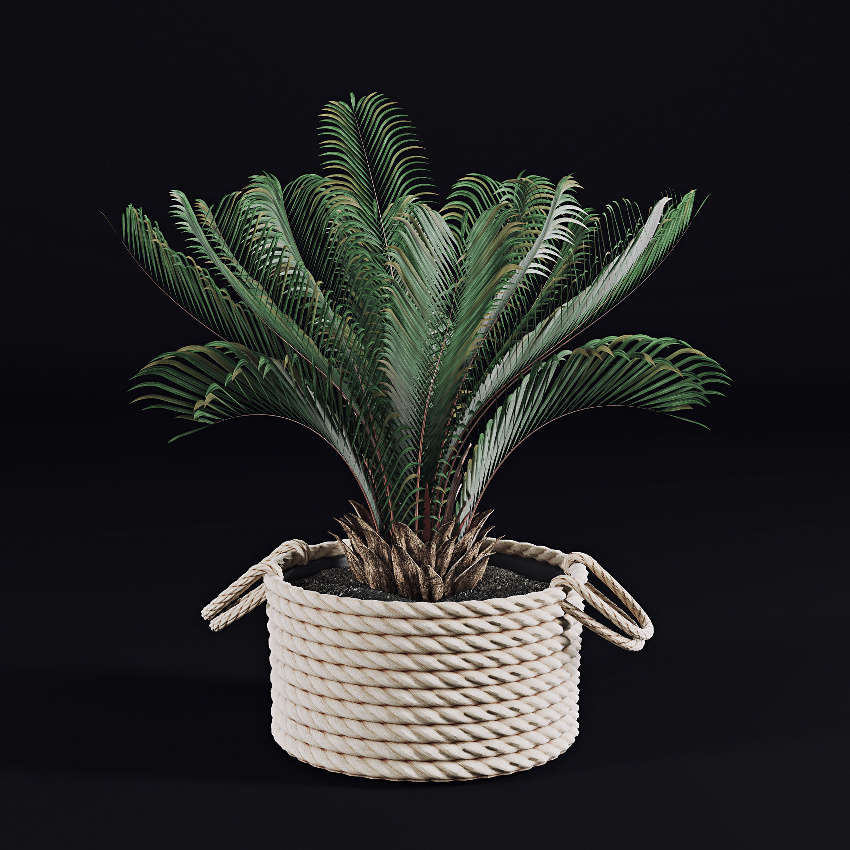 Palms in baskets 3D model | CGTrader