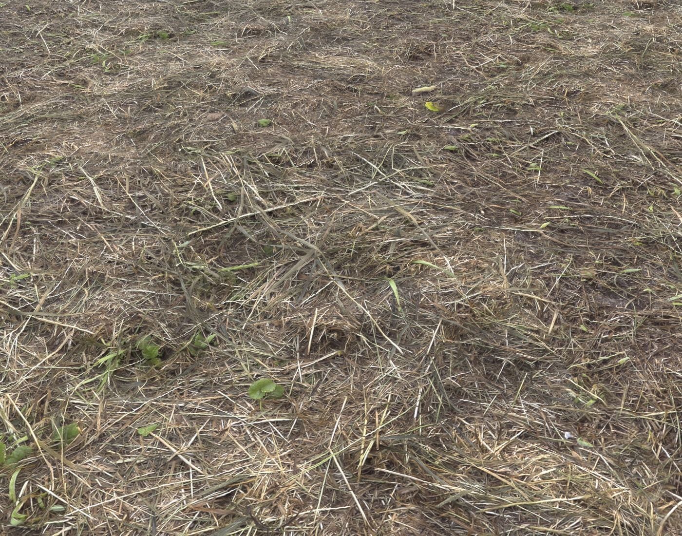 Forest Terrain Pack 15 Texture | CGTrader