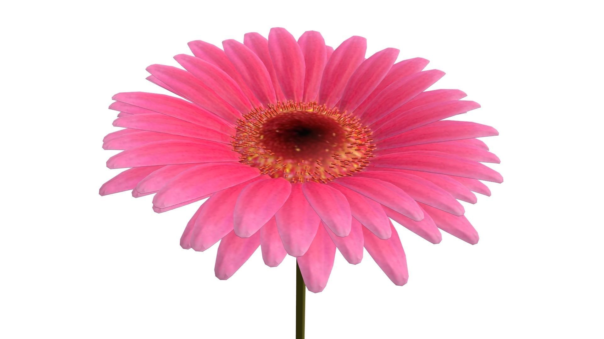 Gerbera 3D model | CGTrader