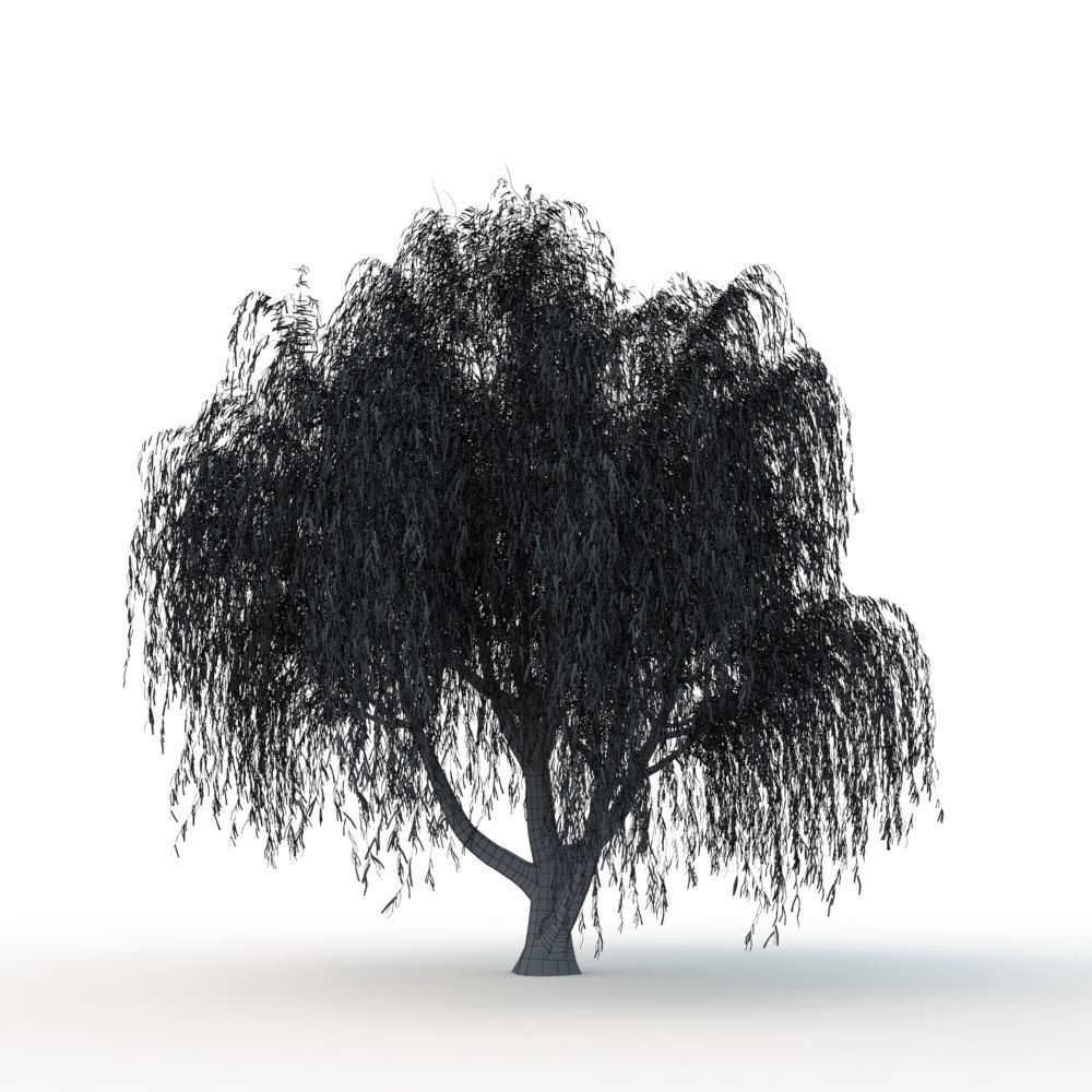 willow tree 3D model | CGTrader