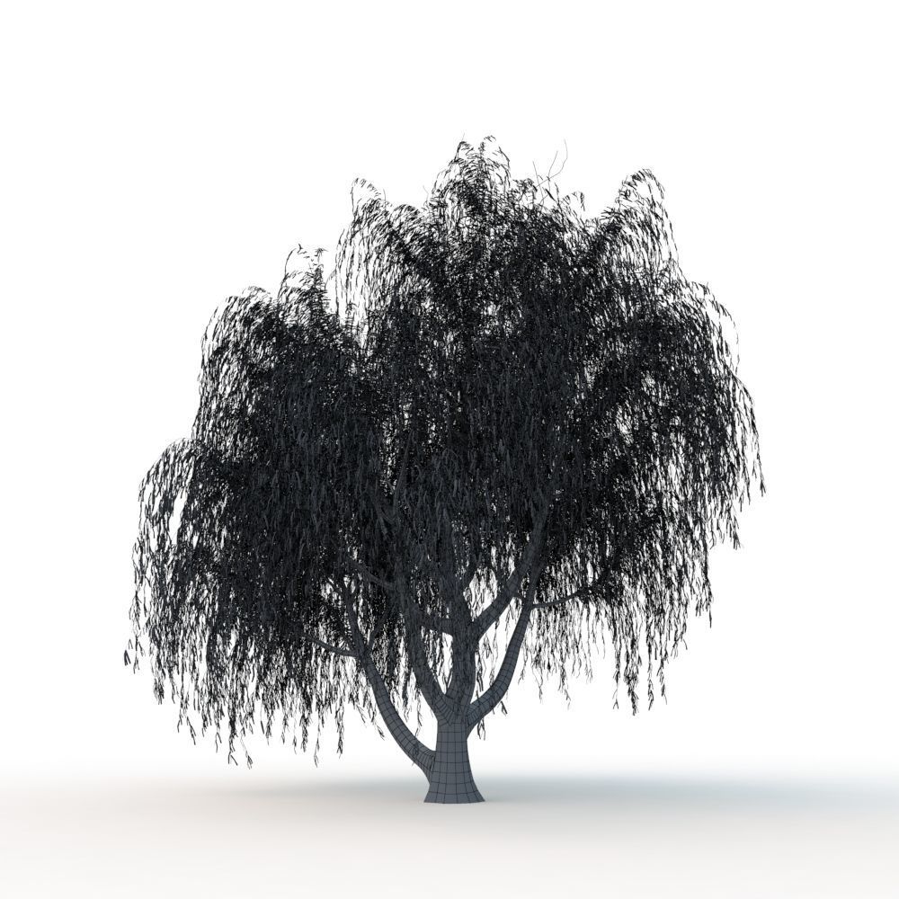 willow tree 3D model | CGTrader