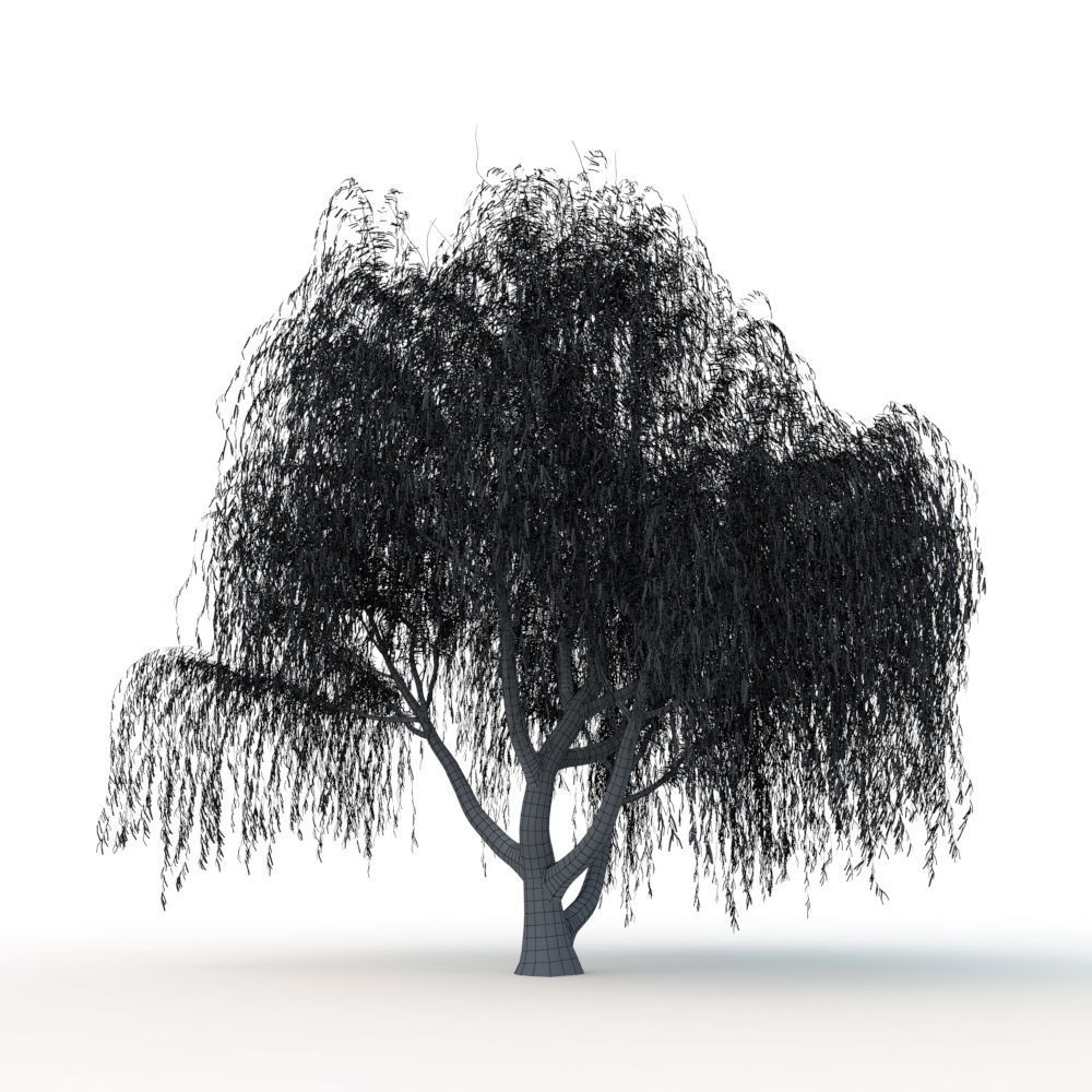 willow tree 3D model | CGTrader