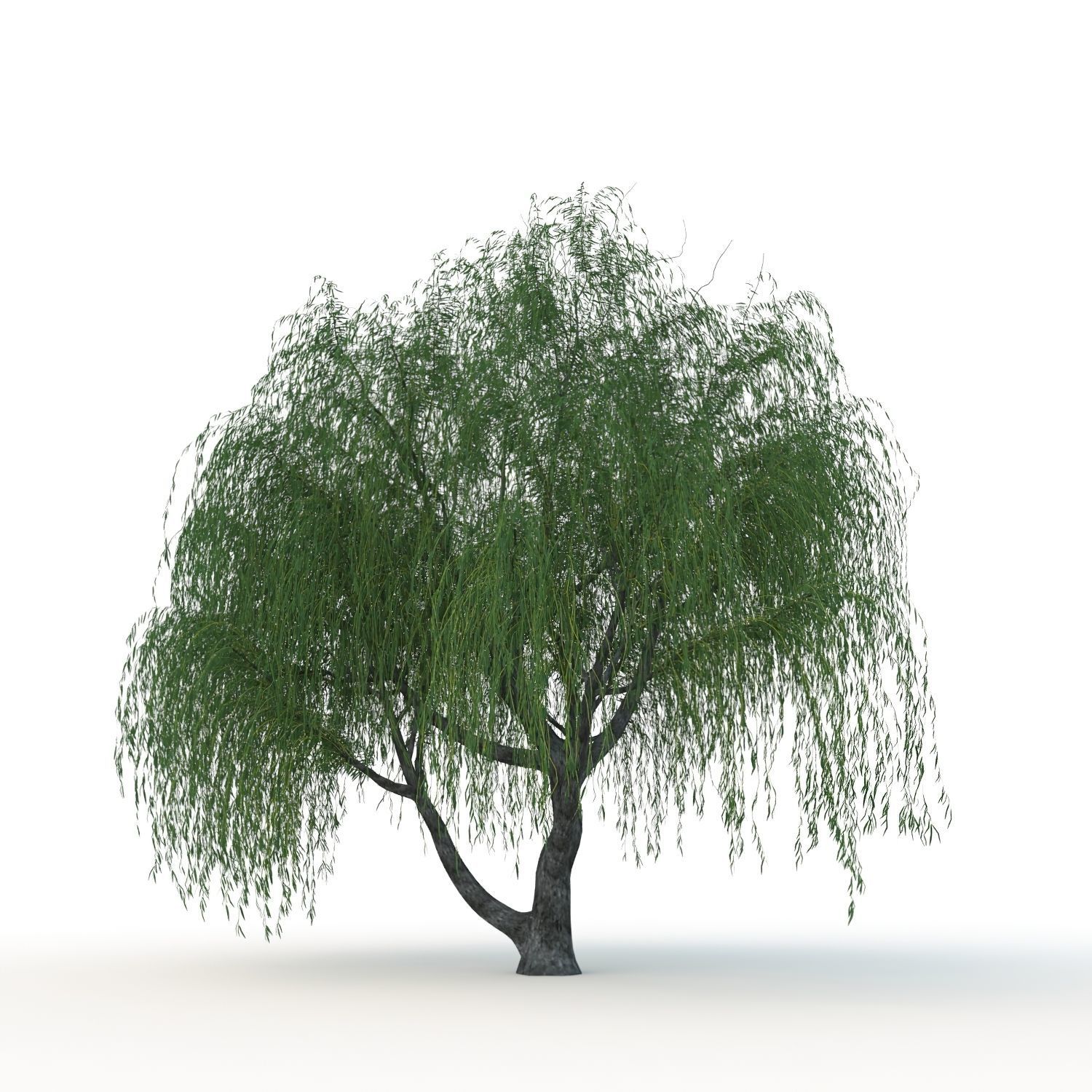 willow tree 3D model | CGTrader