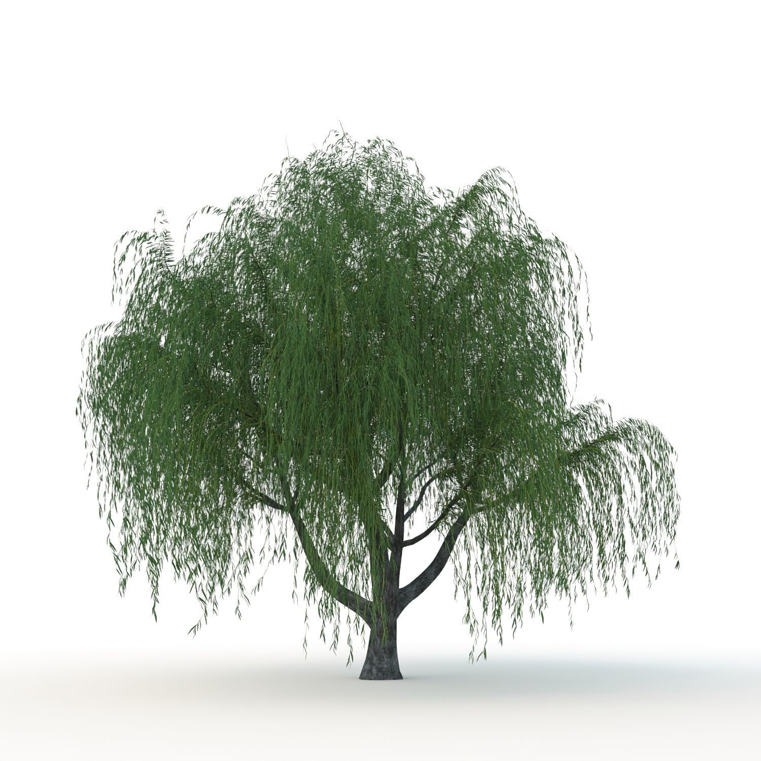 willow tree 3D model | CGTrader