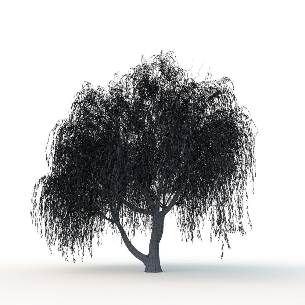 willow tree 3D model | CGTrader