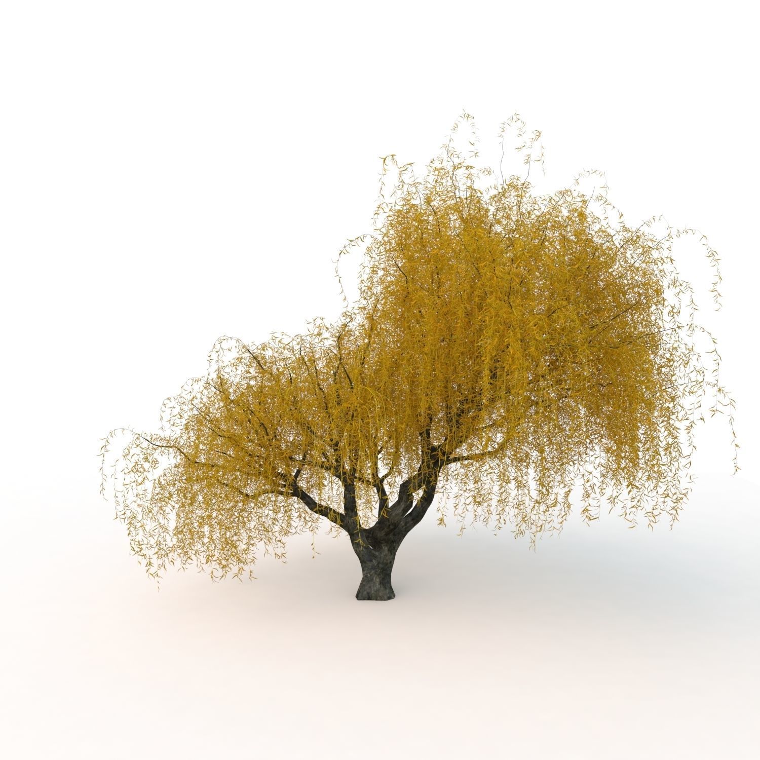 willow fall tree 3D model | CGTrader