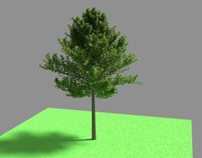 Tree 3D Models | CGTrader