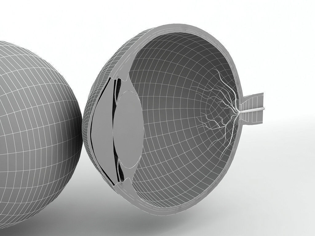 Human Eye With Cutaway 3D model | CGTrader