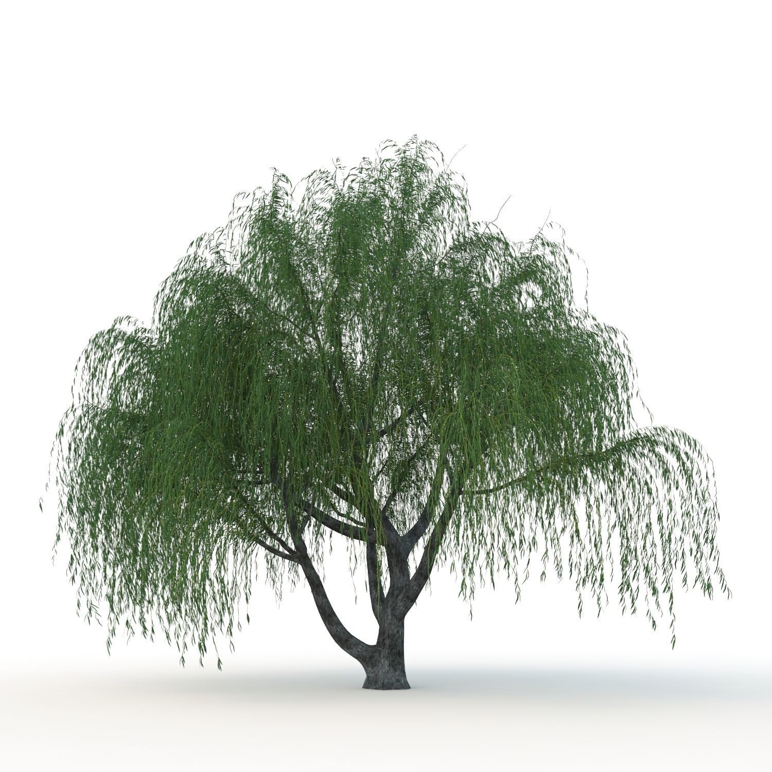 willow trees 3D Model Collection | CGTrader