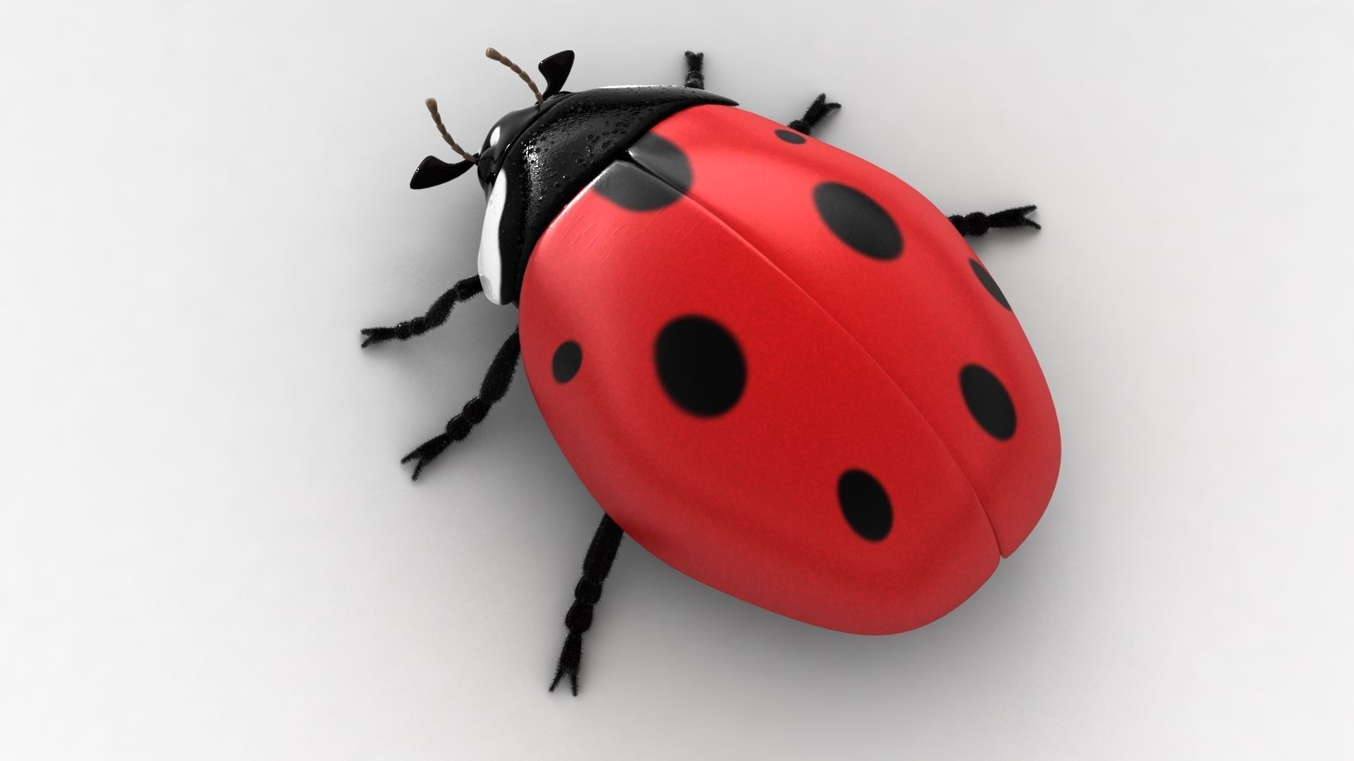 Ladybug 3D model | CGTrader