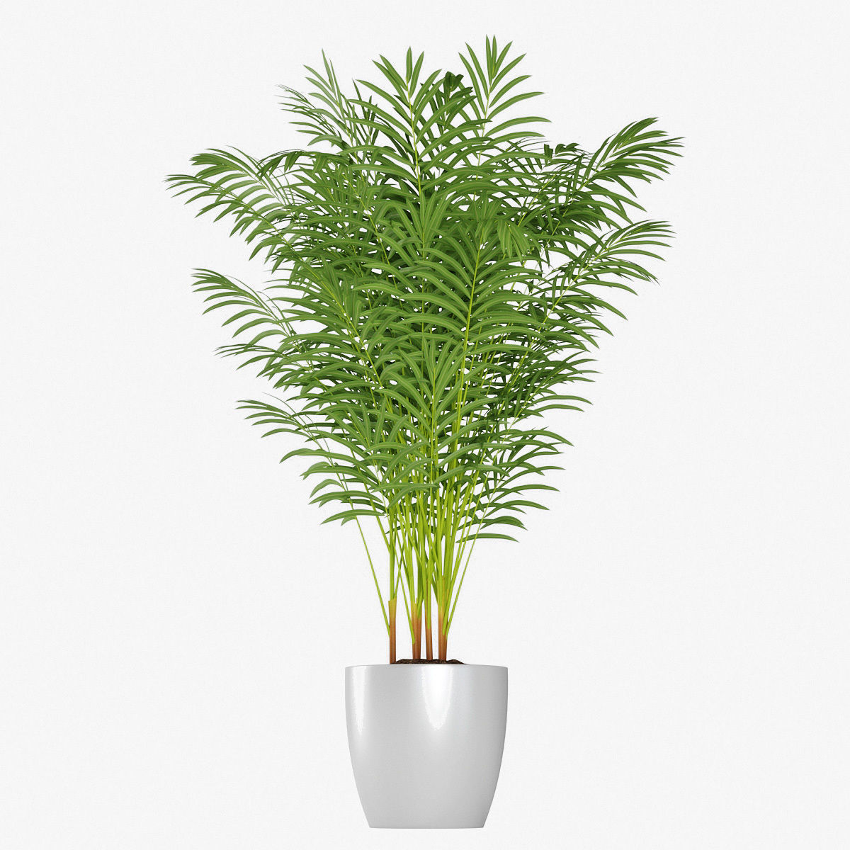 Palm 14 3D model | CGTrader