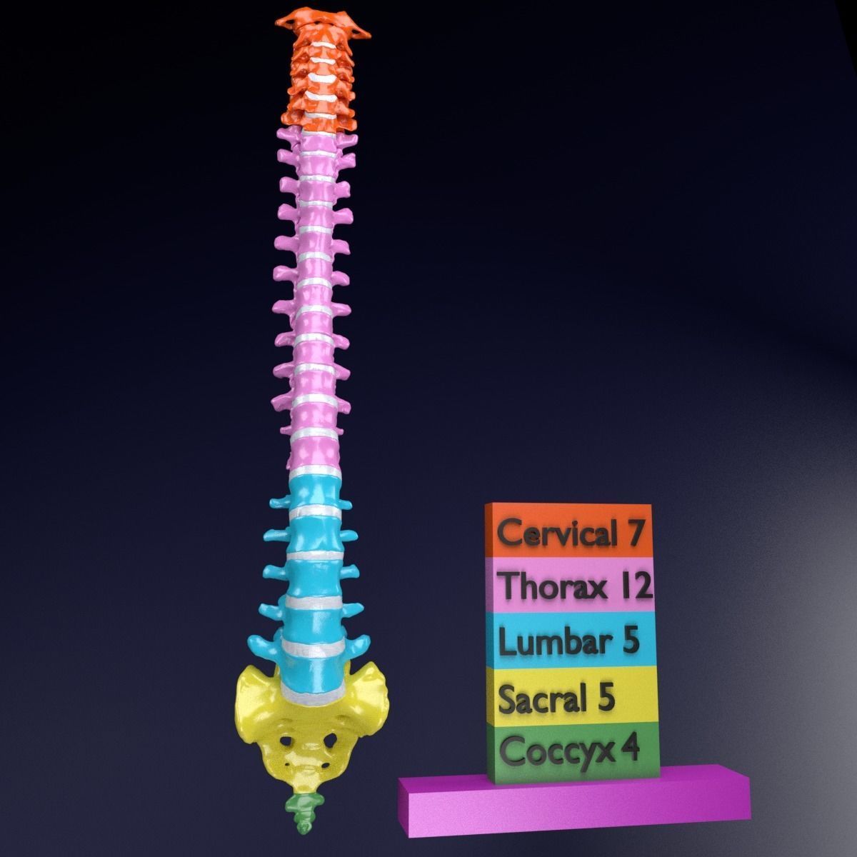 Vertebrae vertebral column color labelled 3D model | CGTrader