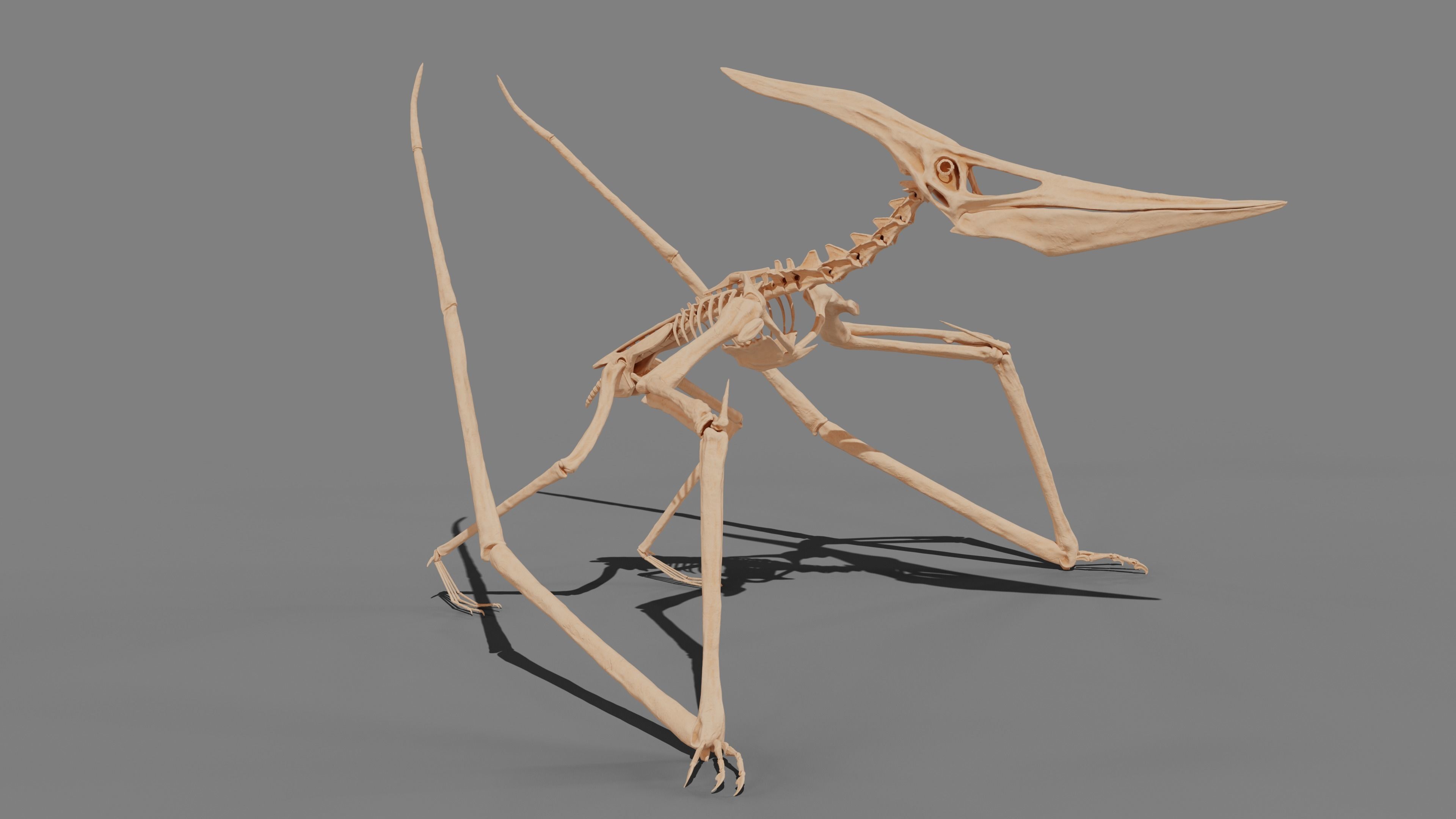 3D model Pteranodon Skeleton 3D model VR / AR / low-poly | CGTrader