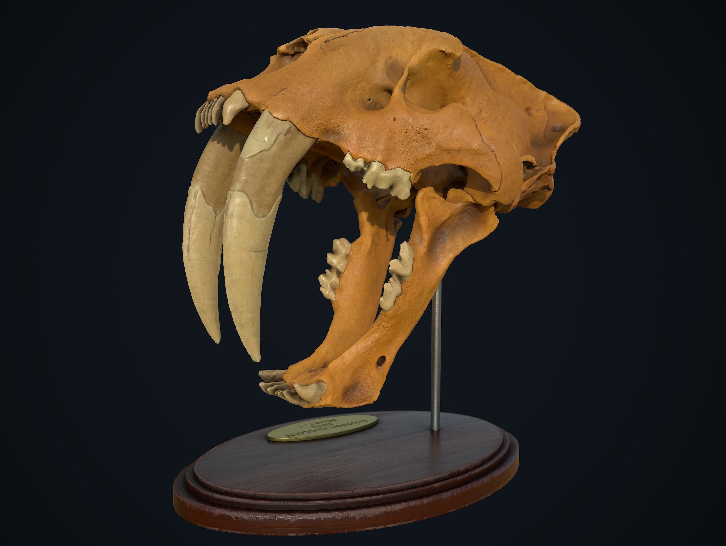 3D model Smilodon skull on stand VR / AR / low-poly | CGTrader