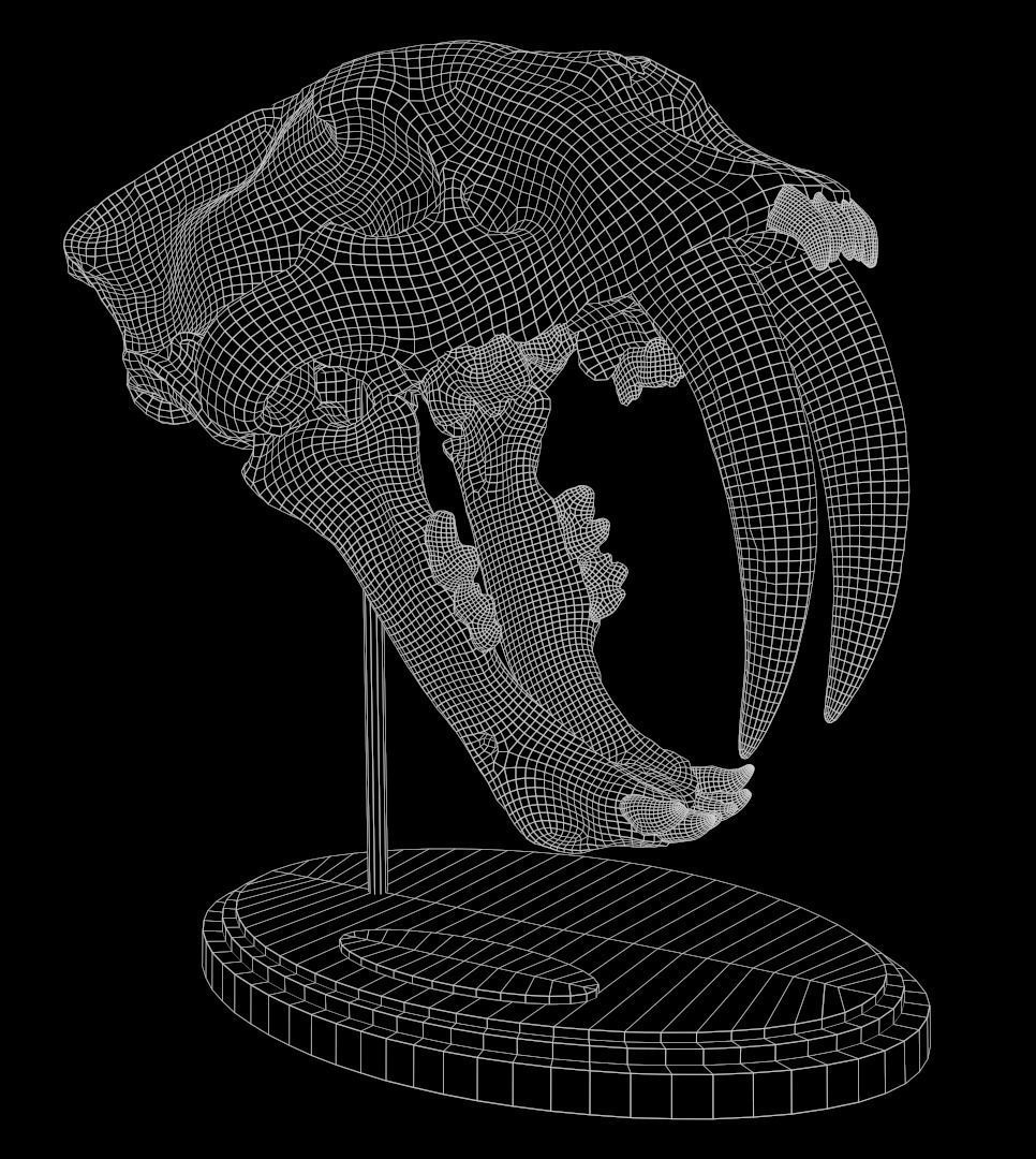 3D model Smilodon skull on stand VR / AR / low-poly | CGTrader