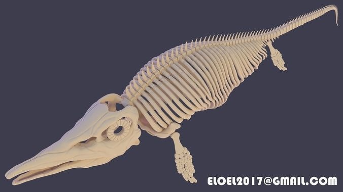 Ichthyosaurus Skeleton