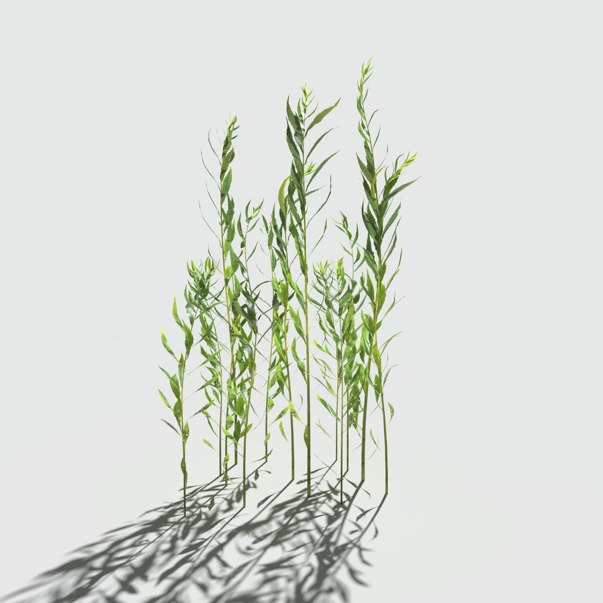 Goldenrod Pack 3D model | CGTrader