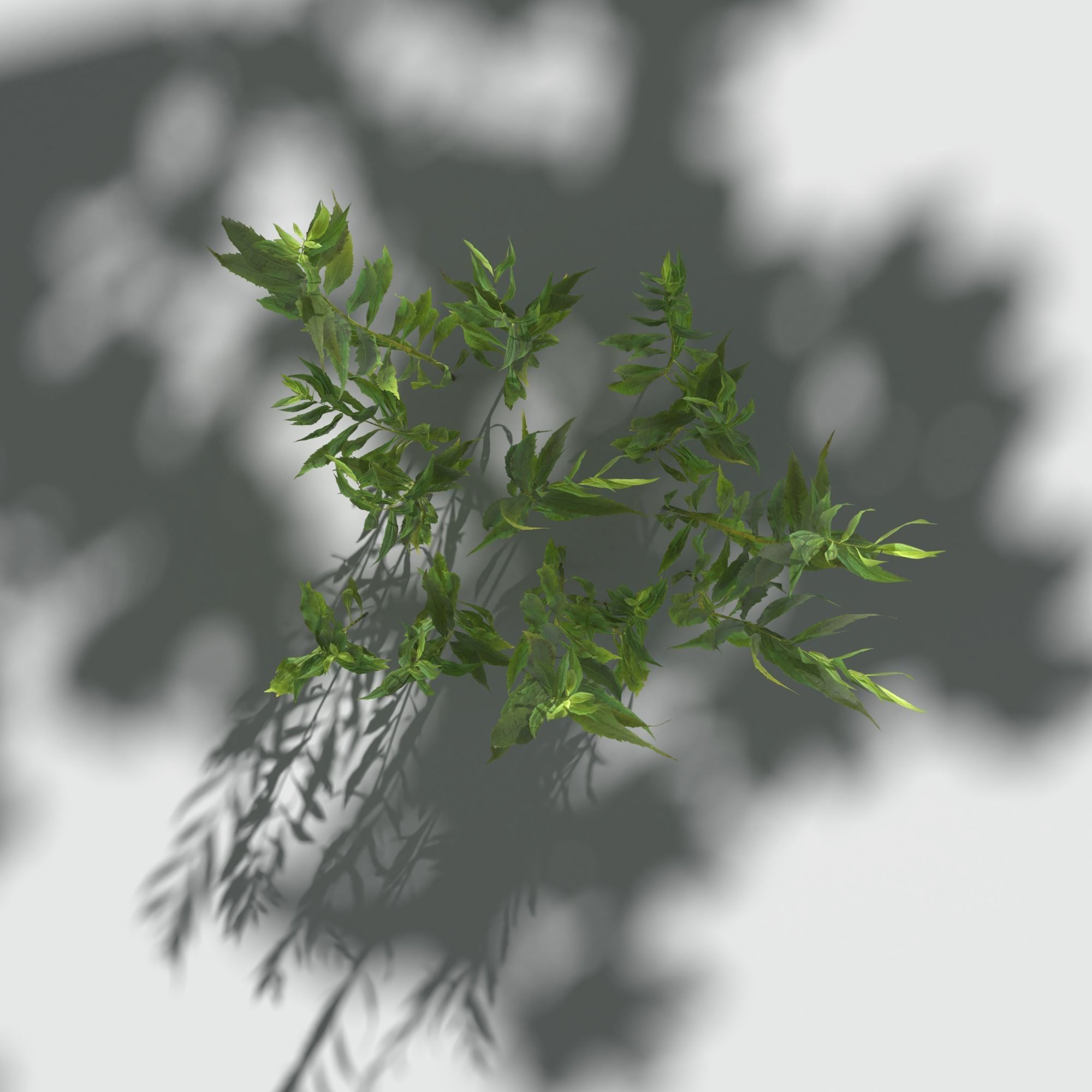 Goldenrod Pack 3D model | CGTrader