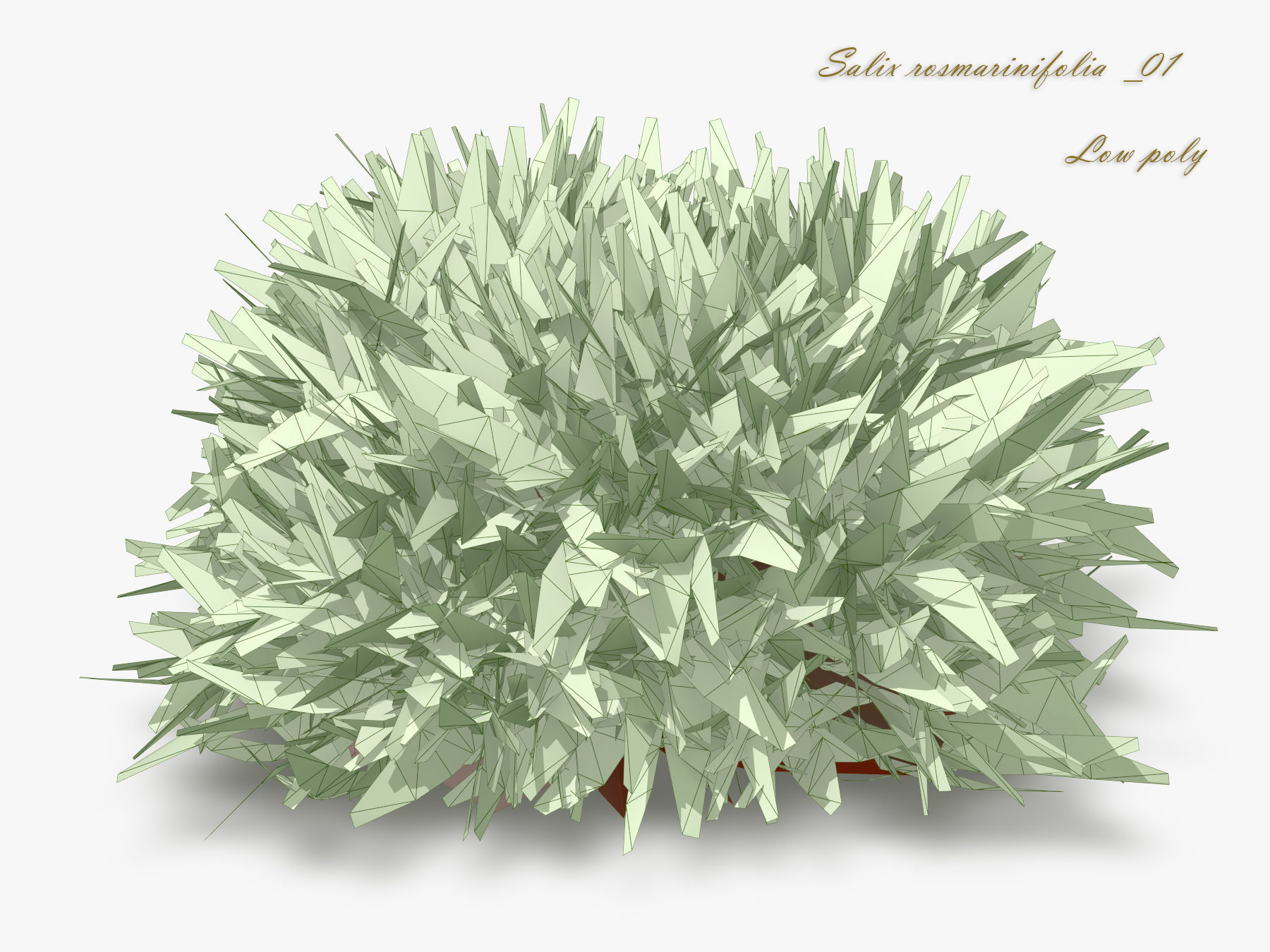 3D model Bush Willow Salix rosmarinifolia VR / AR / low-poly | CGTrader