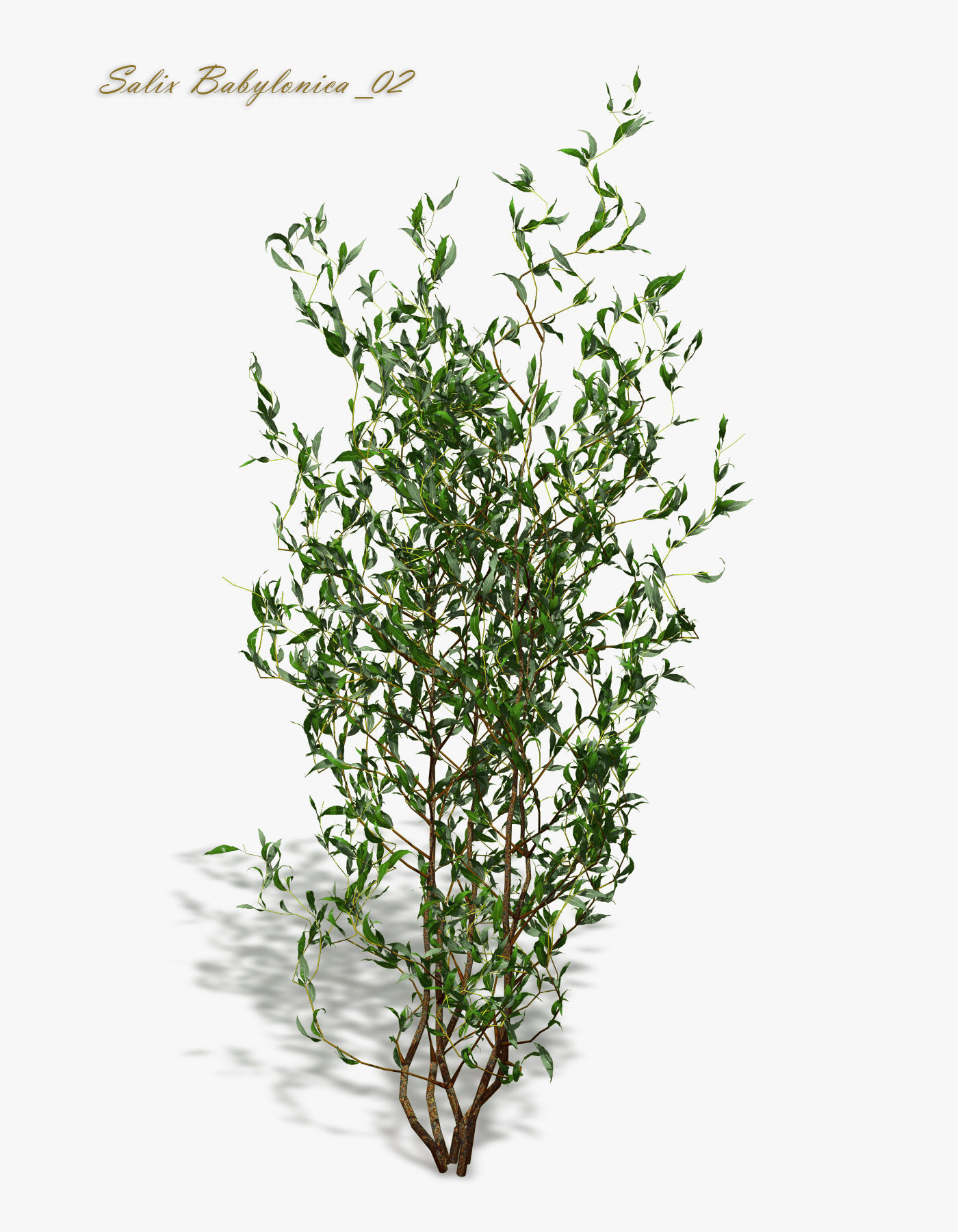 Bush Willow Salix Babylonica 3D model | CGTrader