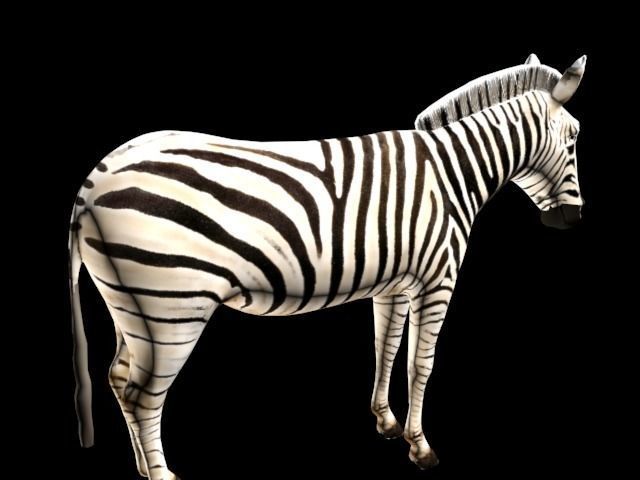 3D model Zebra VR / AR / low-poly | CGTrader