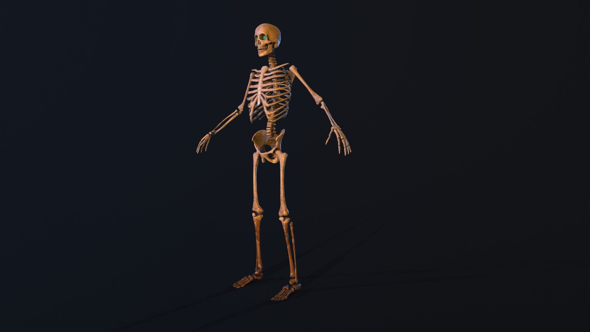 Sceleton 3D model rigged | CGTrader