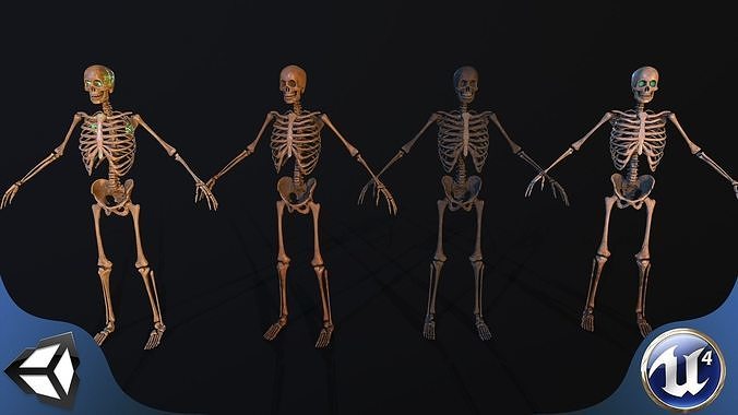 Sceleton 3D model rigged | CGTrader
