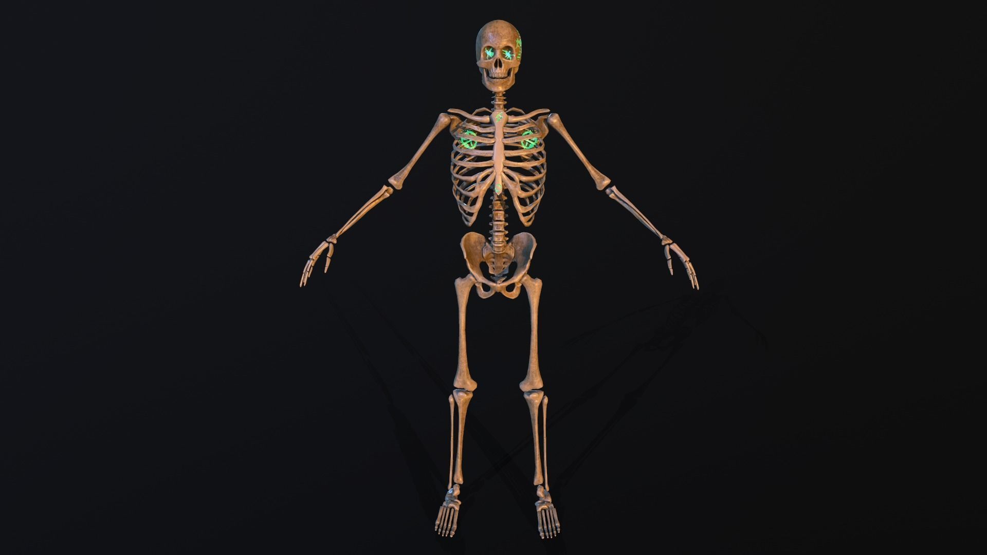 Sceleton 3D model rigged | CGTrader