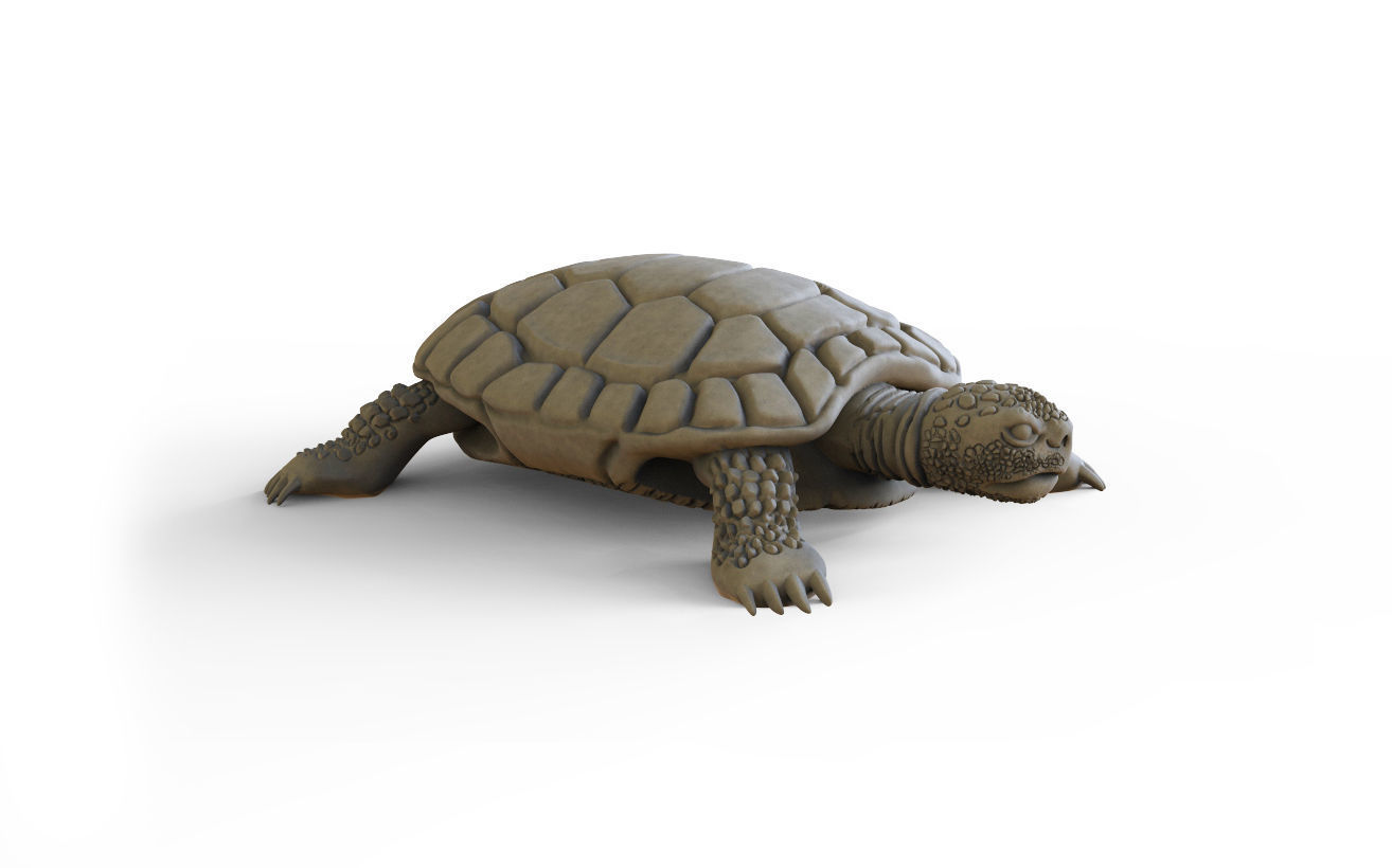TURTLE TORTOISE 3D model 3D printable | CGTrader