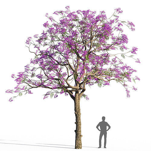 Jacaranda mimosifolia 1 3D model | CGTrader
