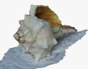 Conch shell 3D Models | CGTrader