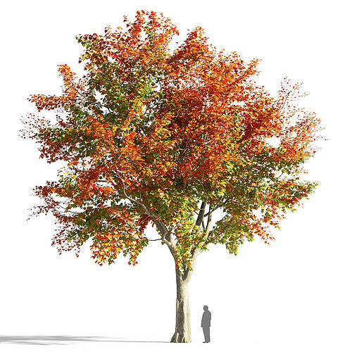 Maple tree 3 3D model | CGTrader
