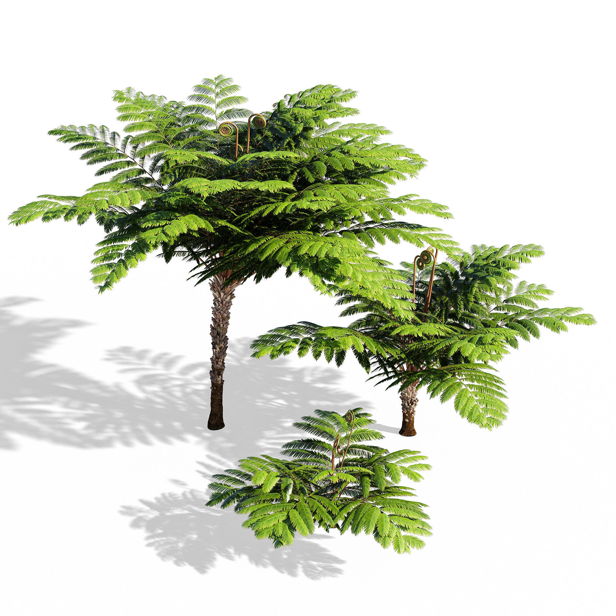 Fern tree 3D model | CGTrader