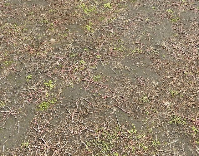 Ground terrain PBR pack 2 Texture | CGTrader