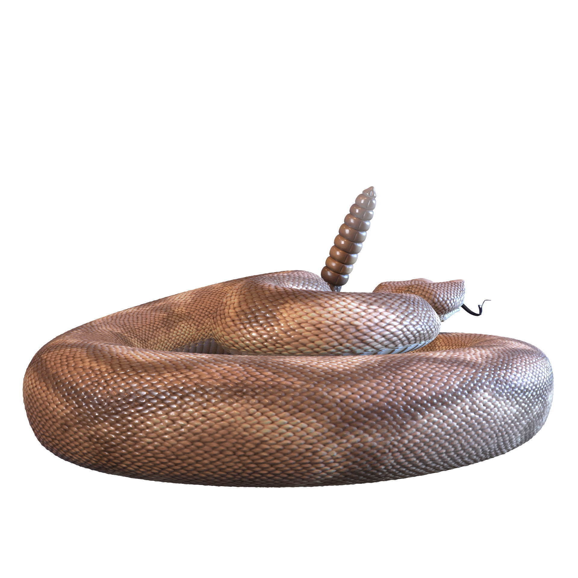 Rattlesnake 3D model | CGTrader