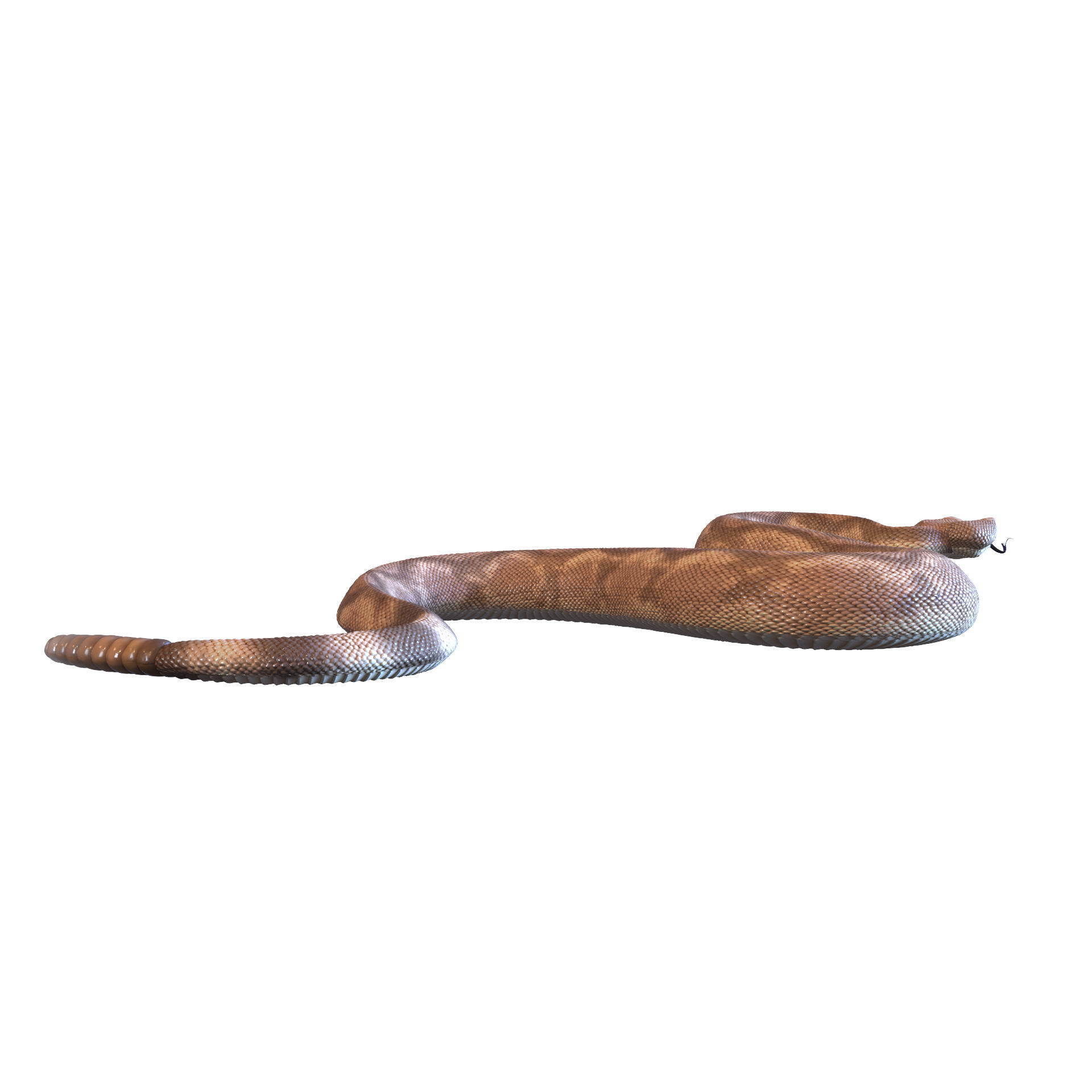 Rattlesnake snake 3D model | CGTrader