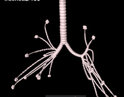 Trachea 3D Models | Download 3D Trachea files - CGTrader.com