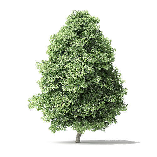 Red Alder Tree 3D Model 12 m 3D model | CGTrader