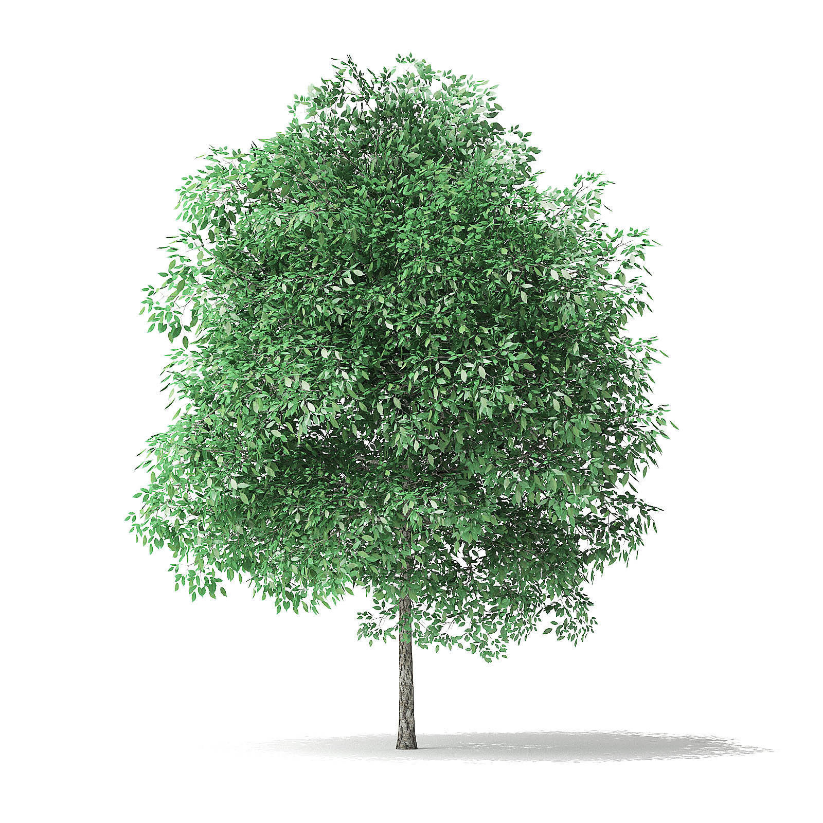 Green Ash Tree 3D Model 4m 3D model | CGTrader