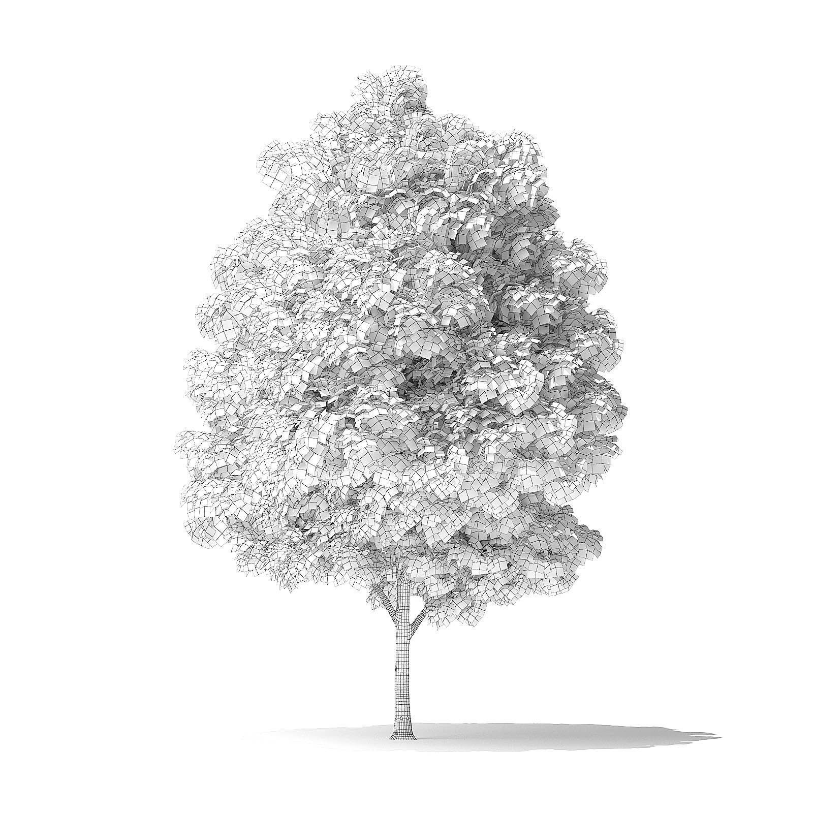 Green Ash Tree 3D Model 5m 3D model | CGTrader