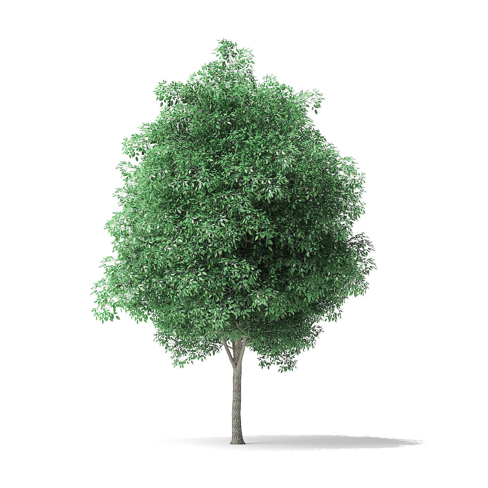 Green Ash Tree 3D Model 5m 3D model | CGTrader