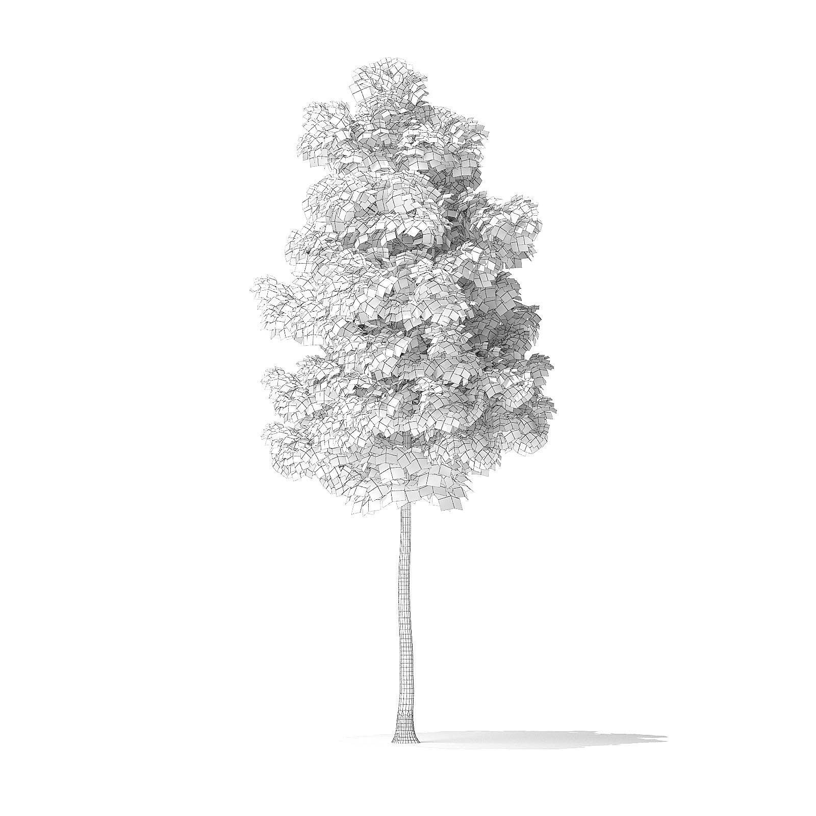 Quaking Aspen Tree 3D Model 4m 3D model | CGTrader