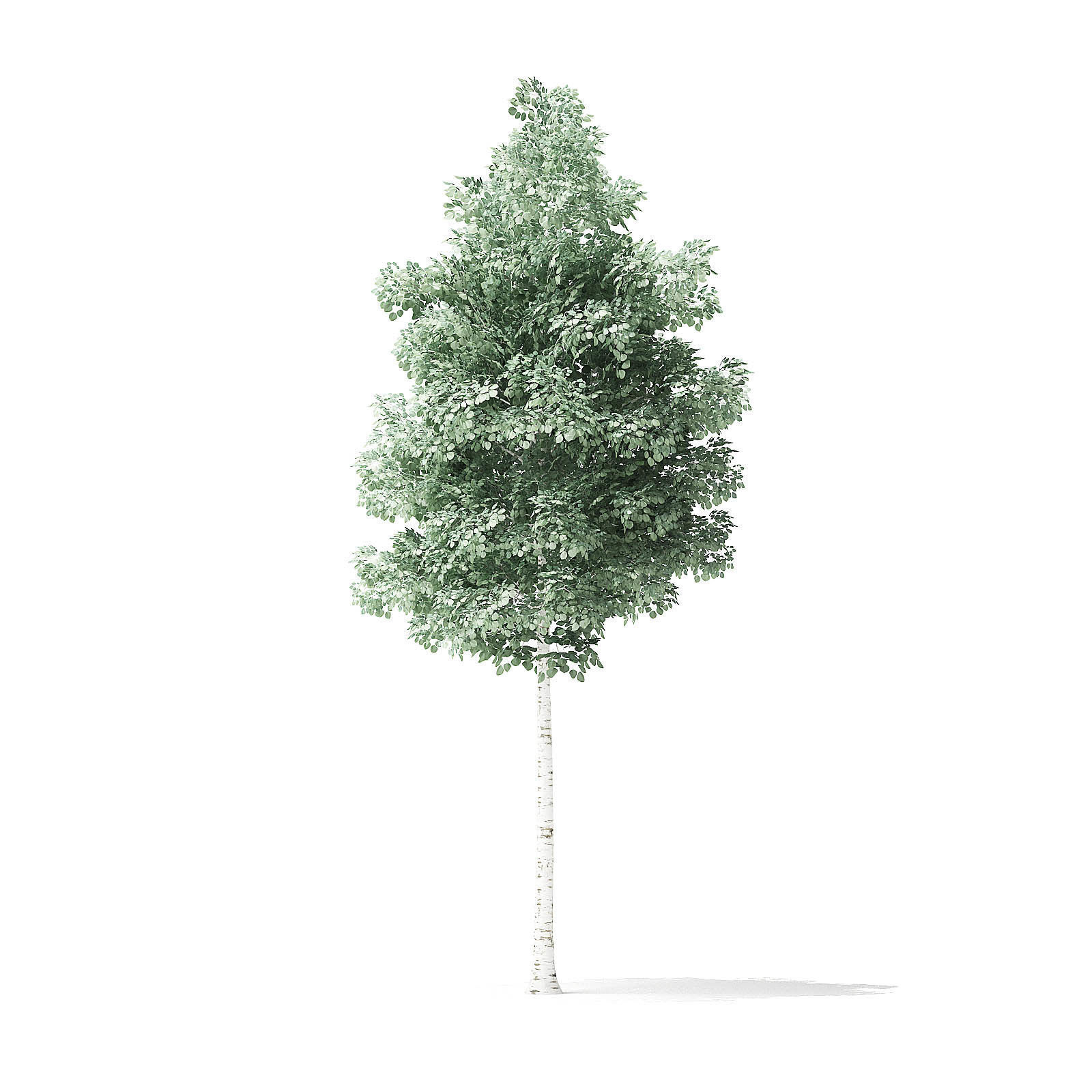 Quaking Aspen Tree 3D Model 4m 3D model | CGTrader